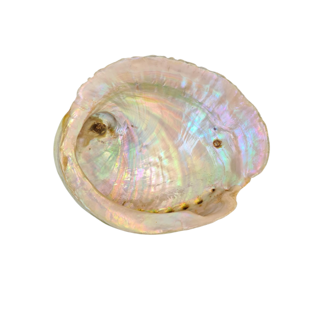 Natural Abalone Shell - Lady Fox